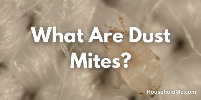 How to Get Rid of Dust Mites in Your Home?